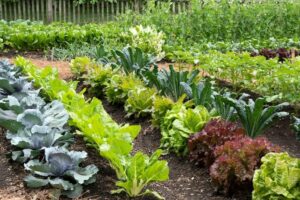 How to Use Manure in Gardening: Safe Application Tips – 15 Acre Homestead